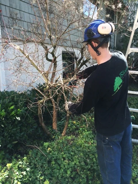 Evergreen Tree Diseases Treatment Expert Diagnosis and Care