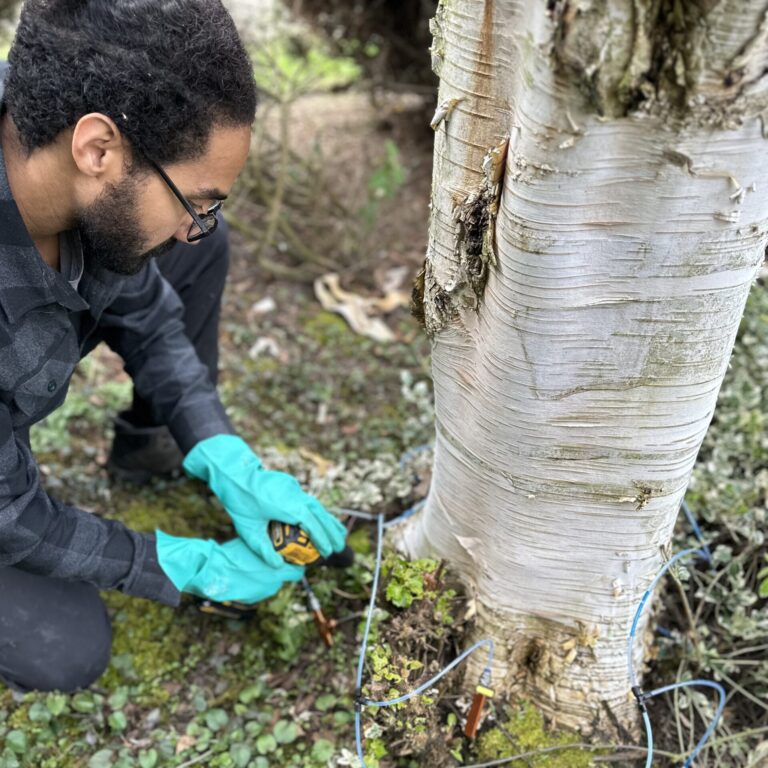 Evergreen Tree Diseases Treatment Expert Diagnosis and Care