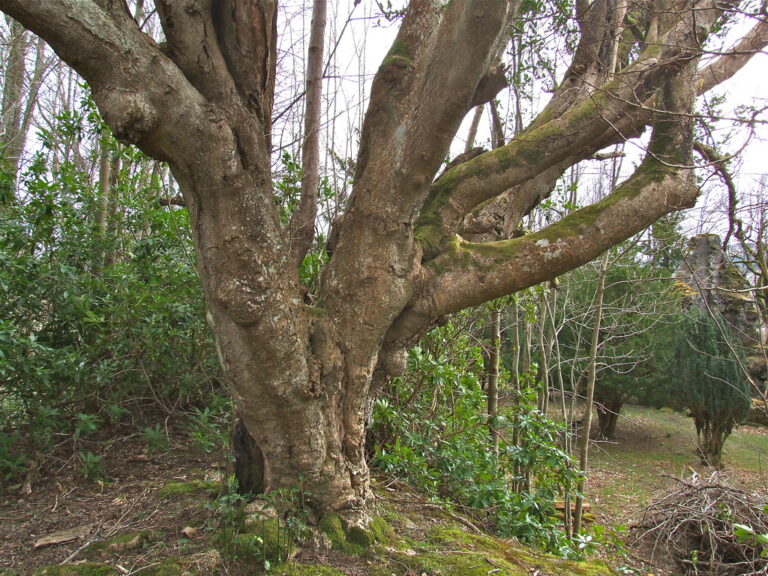 Seattle Native Trees Guide: Best Species, Planting & Care