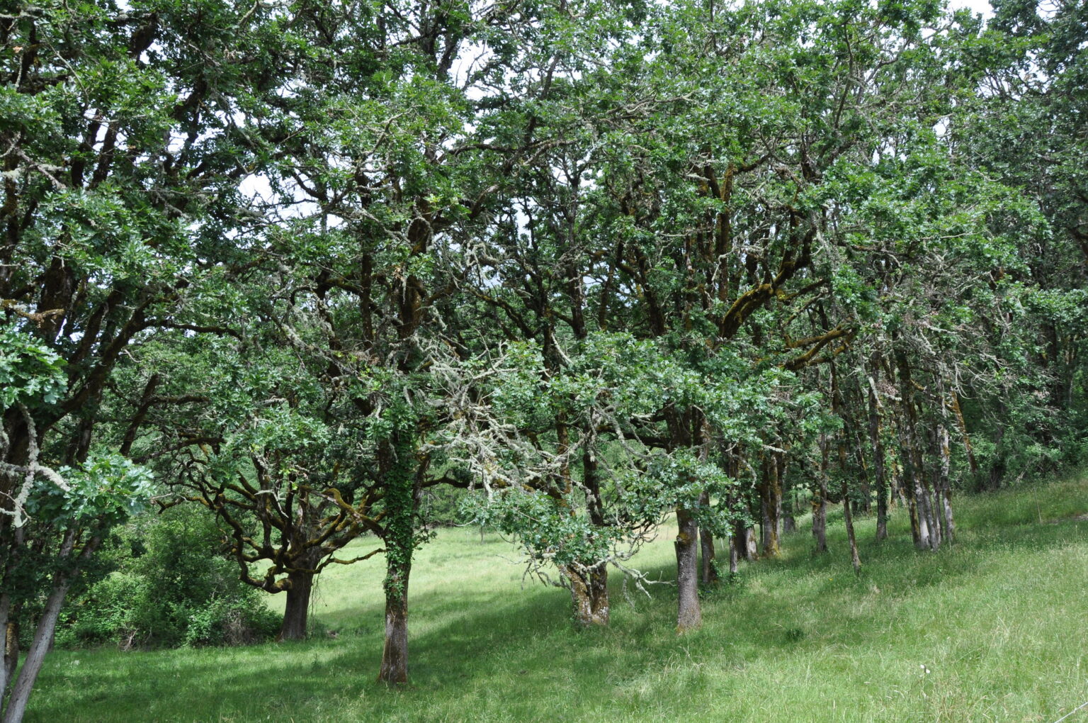 Seattle Native Trees Guide: Best Species, Planting & Care
