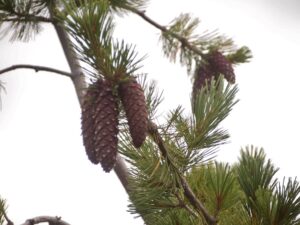Seattle Native Trees Guide: Best Species, Planting & Care
