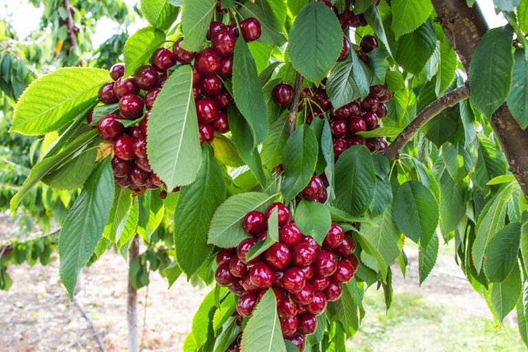 Seattle Native Trees Guide: Best Species, Planting & Care