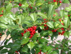 Seattle Native Trees Guide: Best Species, Planting & Care