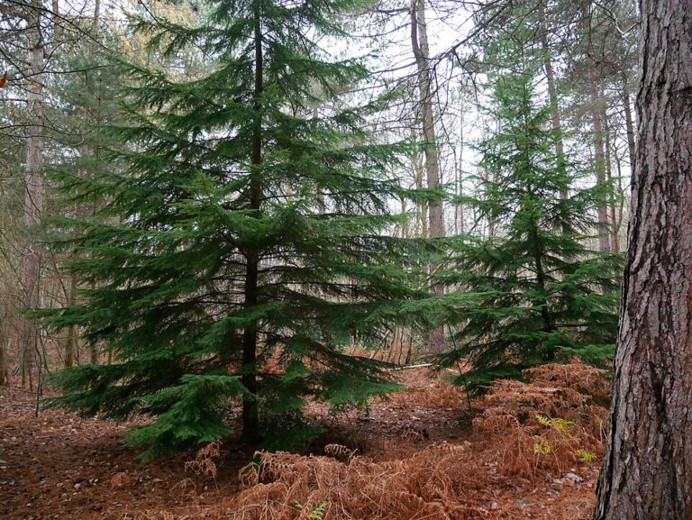 Seattle Native Trees Guide: Best Species, Planting & Care