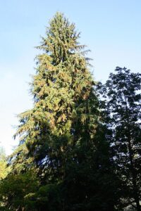 Seattle Native Trees Guide: Best Species, Planting & Care