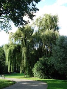 Seattle Native Trees Guide: Best Species, Planting & Care