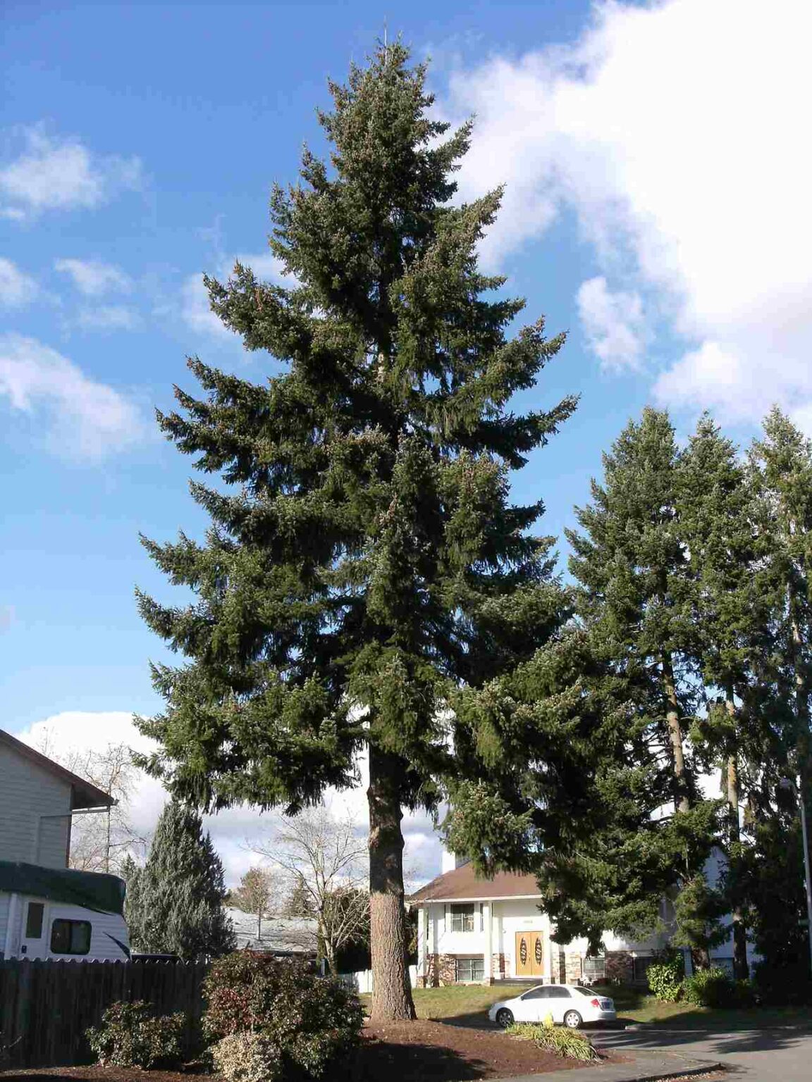 Seattle Native Trees Guide: Best Species, Planting & Care