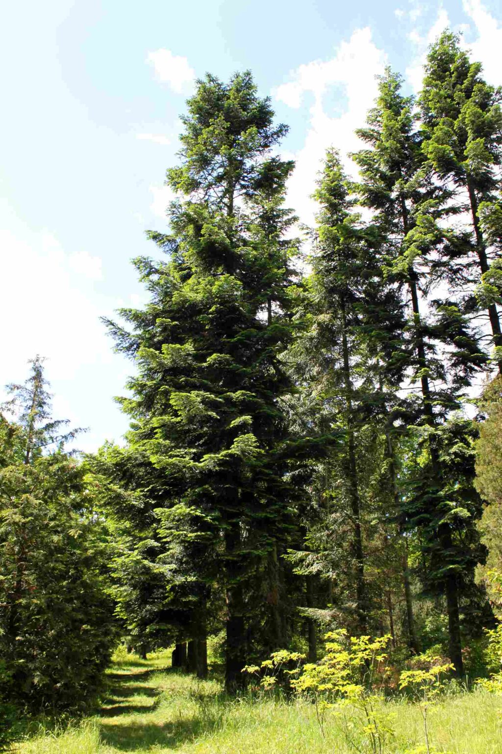 Seattle Native Trees Guide: Best Species, Planting & Care