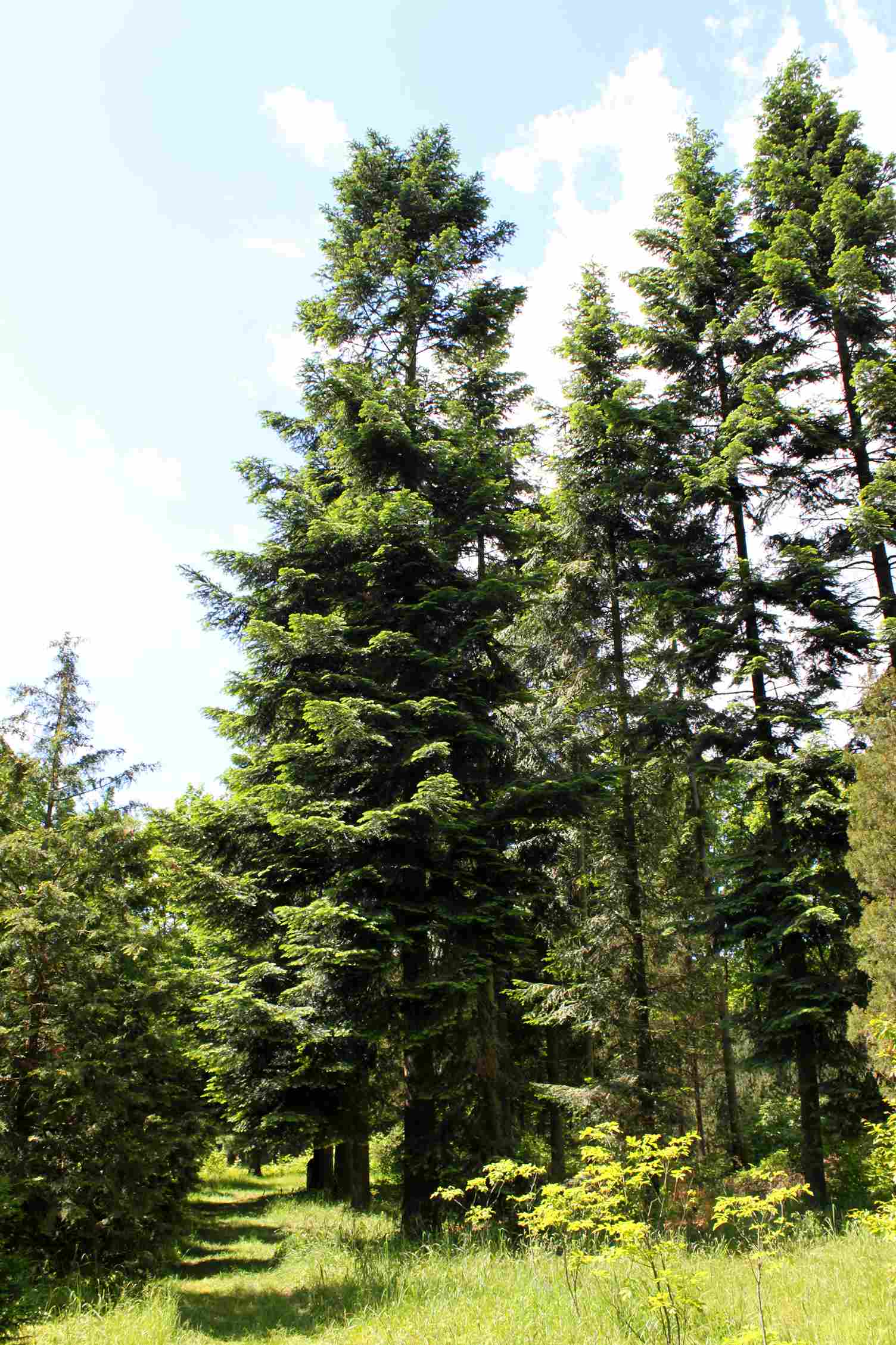 Seattle Native Trees Guide: Best Species, Planting & Care