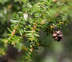 Western Hemlock: Growth, Identification & Tree Facts