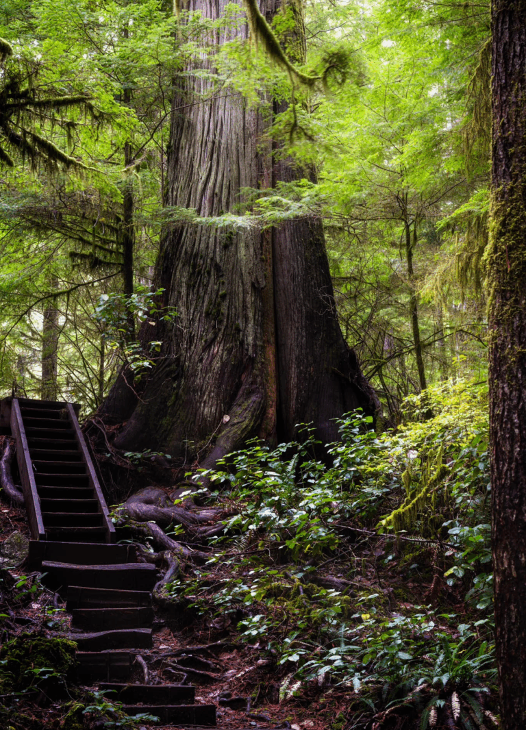 Western Red Cedar Trees: Complete Care & Growing Guide