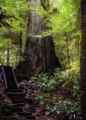 Western Red Cedar Trees: Complete Care & Growing Guide
