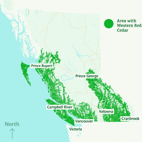 Western Red Cedar Trees: Complete Care & Growing Guide