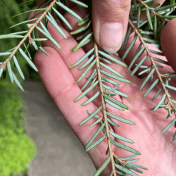 Western Hemlock: Growth, Identification & Tree Facts