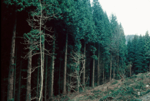 Western Red Cedar Trees: Complete Care & Growing Guide