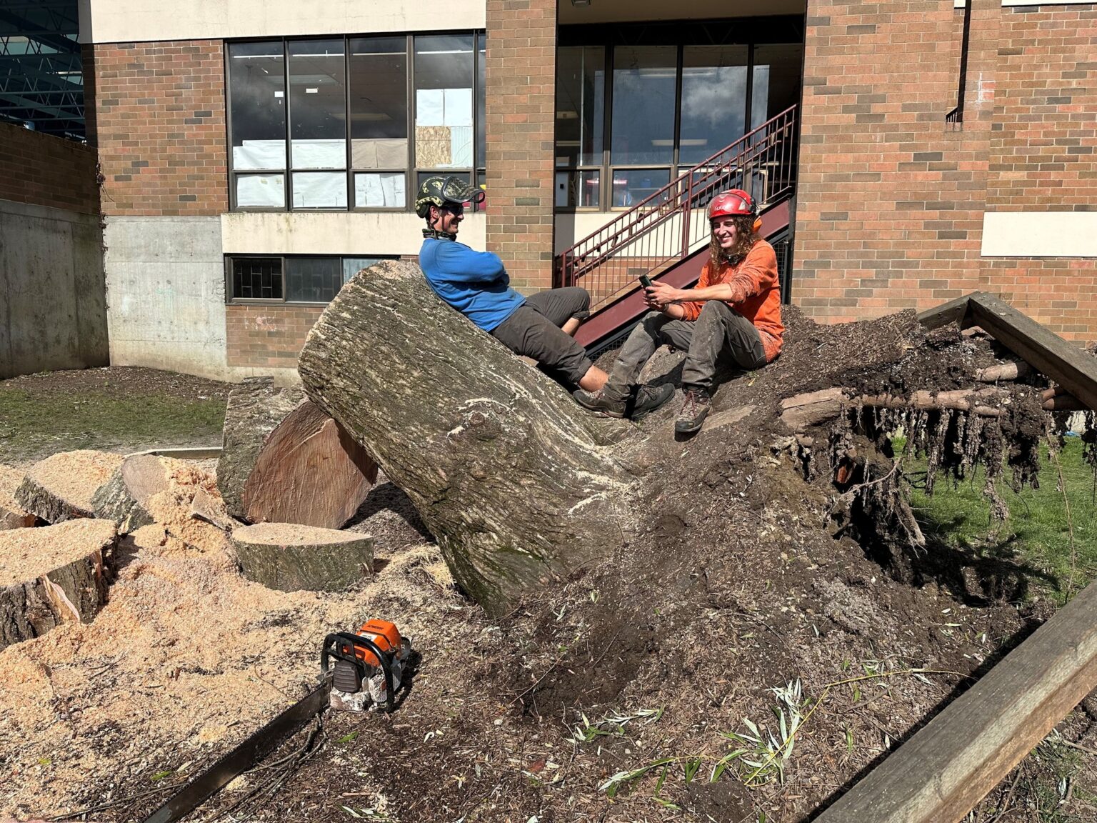 Stump Grinding vs Removal: Compare Differences, Pros & Cons