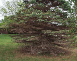Evergreen Tree Diseases Treatment Expert Diagnosis and Care