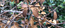 Evergreen Tree Diseases Treatment Expert Diagnosis and Care