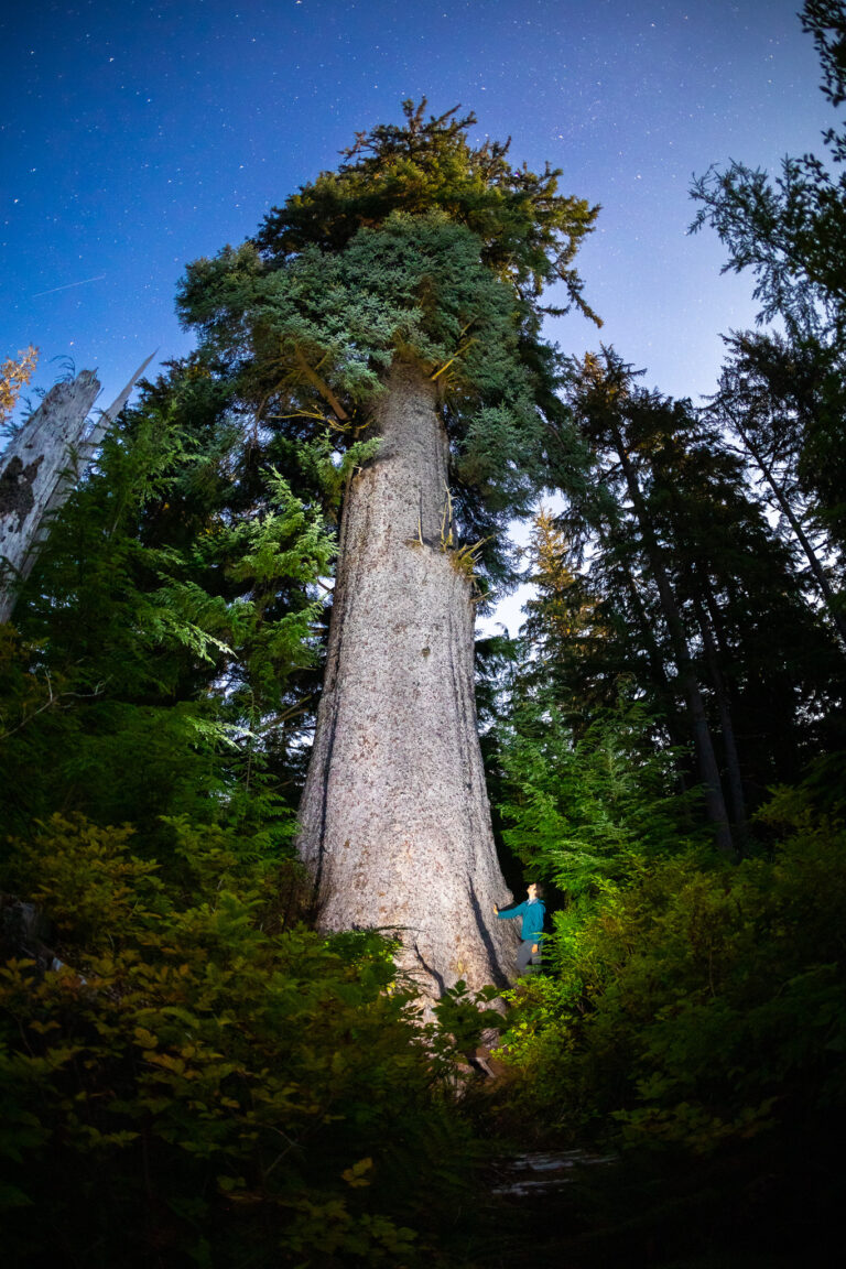 Spruce Tree Care Guide for Species Planting and Maintenance