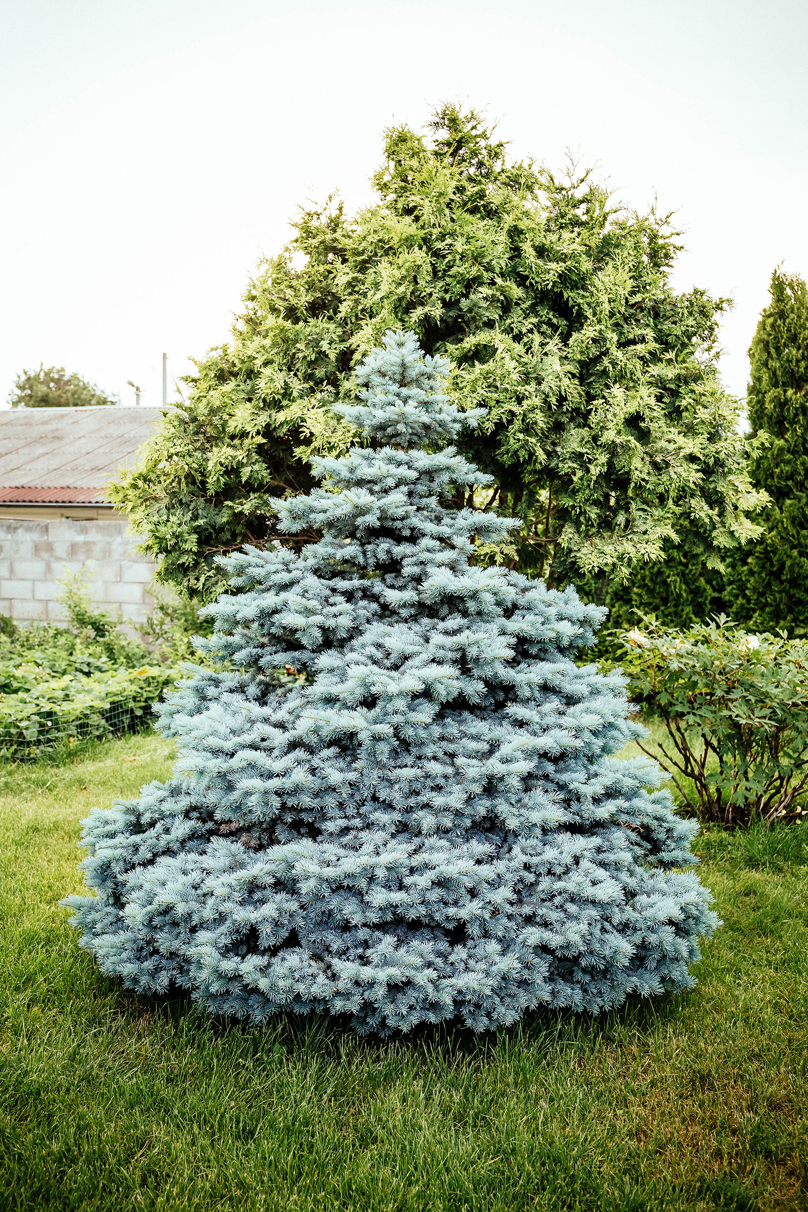 Spruce Tree Care Guide for Species Planting and Maintenance