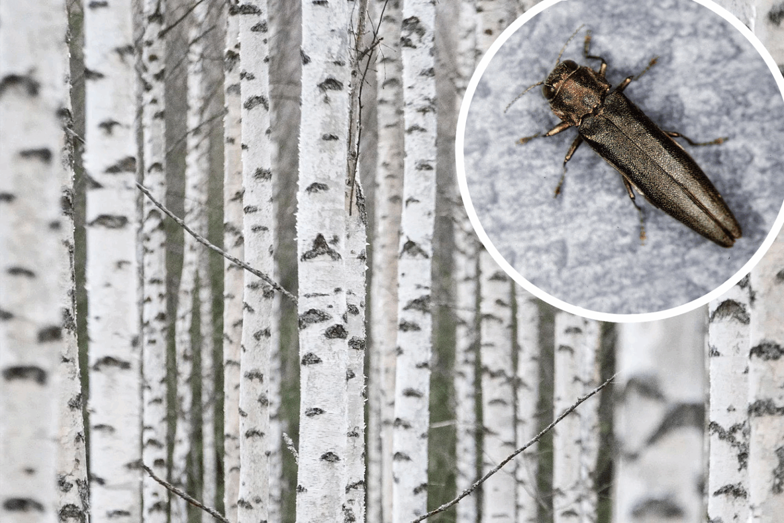 Bronze Birch Borer Management: Prevention & Treatment (2025)