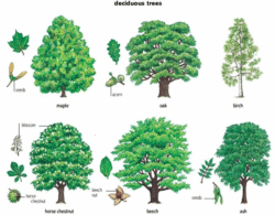 Coniferous vs Deciduous Trees: Key Differences Explained