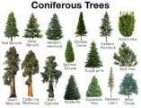 Coniferous vs Deciduous Trees: Key Differences Explained