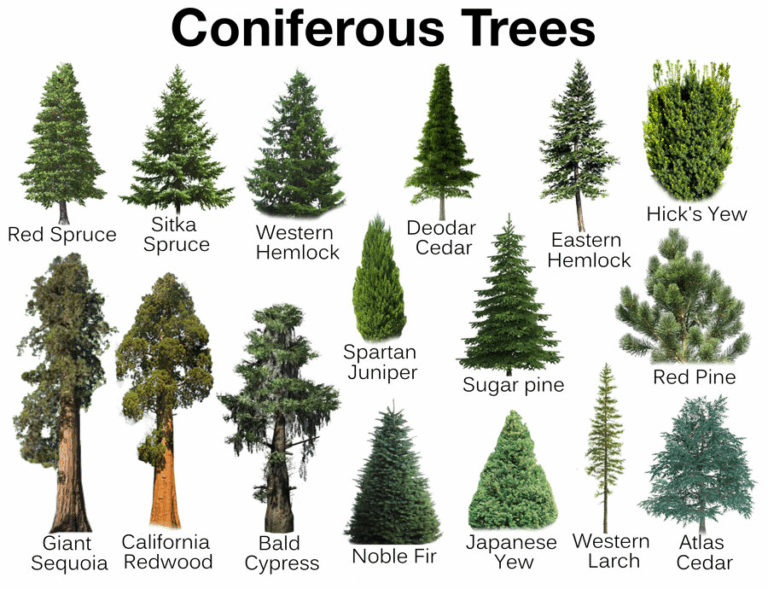 Coniferous vs Deciduous Trees: Key Differences Explained