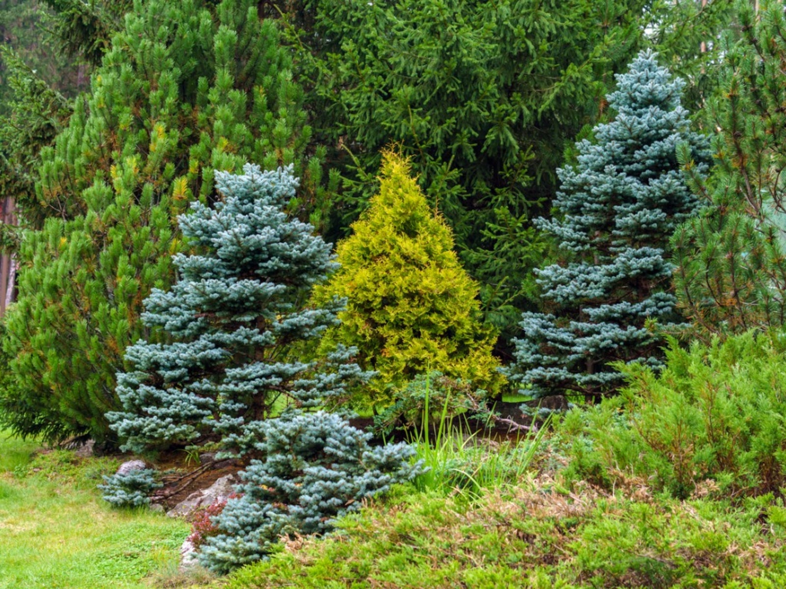 Coniferous vs Deciduous Trees: Key Differences Explained