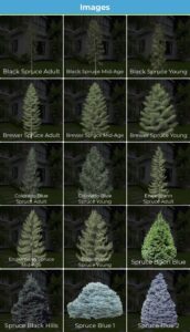 Spruce Tree Care Guide for Species Planting and Maintenance