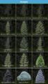 Spruce Tree Care Guide for Species Planting and Maintenance
