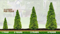 Spruce Tree Care Guide for Species Planting and Maintenance