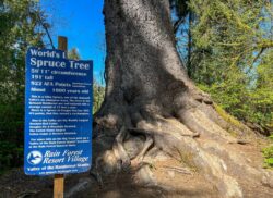 Spruce Tree Care Guide for Species Planting and Maintenance