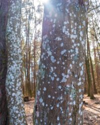 Fungus on Trees: Identify, Treat & Prevent Tree Diseases