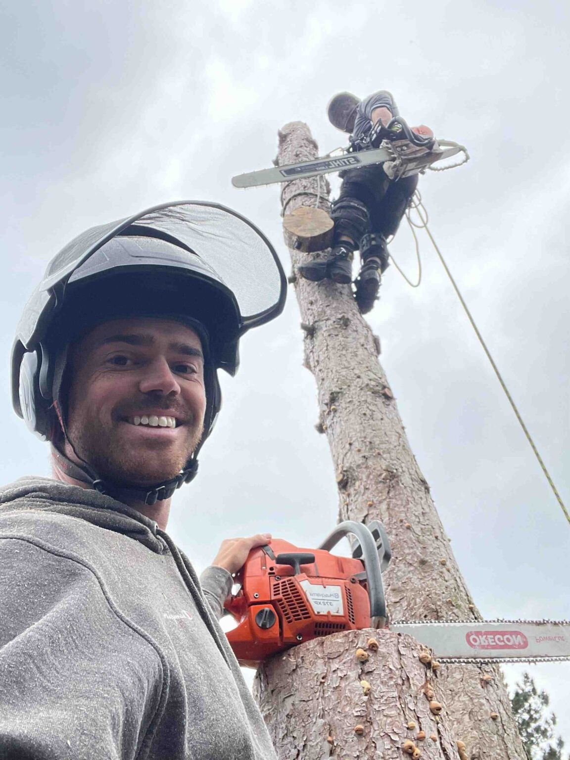 Best Time to Trim Trees: Expert Seasonal Pruning Guide