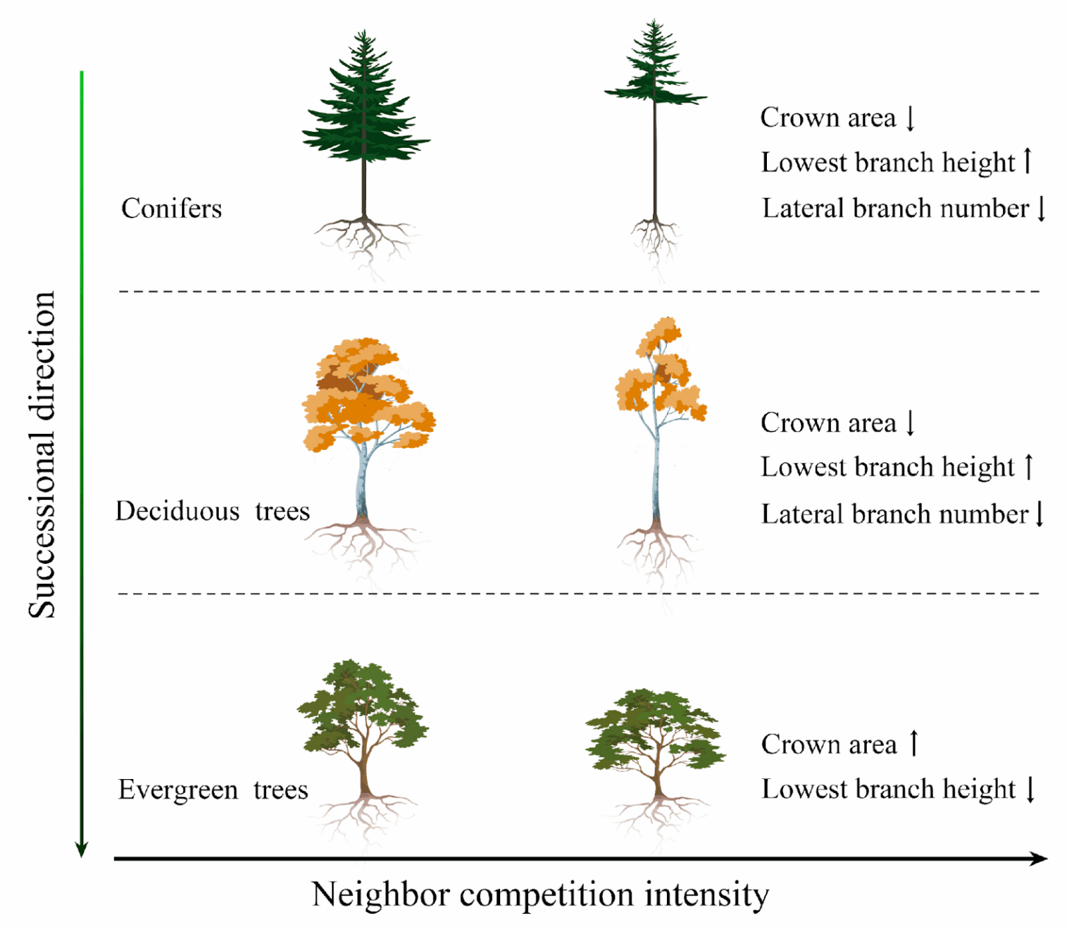 Best Time to Trim Trees: Expert Seasonal Pruning Guide