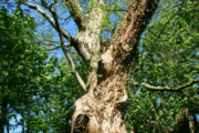 Is My Tree Dead? 5 DIY Tests to Check | Arborist-Approved Guide