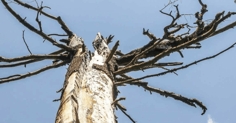 Tree Hit by Lightning: Complete Identification, Treatment, & Recovery