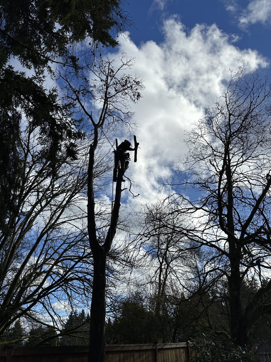 Tree Hit by Lightning: Complete Identification, Treatment, & Recovery