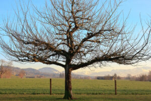 Is My Tree Dead? 5 DIY Tests to Check | Arborist-Approved Guide