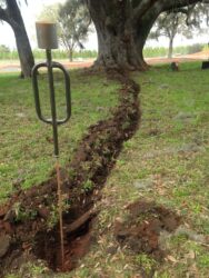 Tree Hit by Lightning: Complete Identification, Treatment, & Recovery