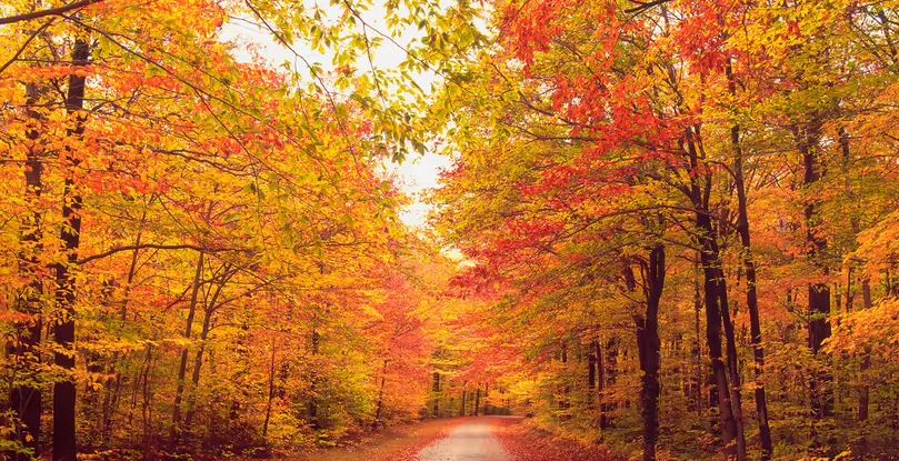 How and Why Leaves Change Color in Fall | Blooma Tree Experts