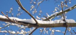 How to Protect Small Trees in Winter | Top Cold-Weather Tips