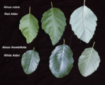 Everything You Need to Know About Red Alder (Alnus rubra)