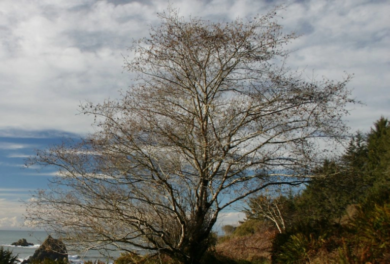 Everything You Need to Know About Red Alder (Alnus rubra)