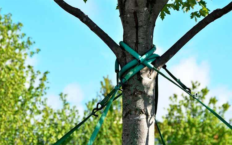 Tree Cabling & Bracing: When Do You Need It & How Does It Work?