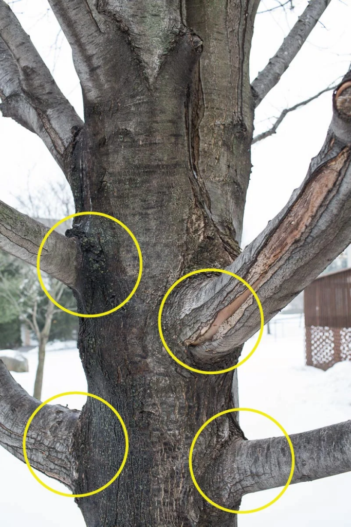 Tree Cabling & Bracing: When Do You Need It & How Does It Work?